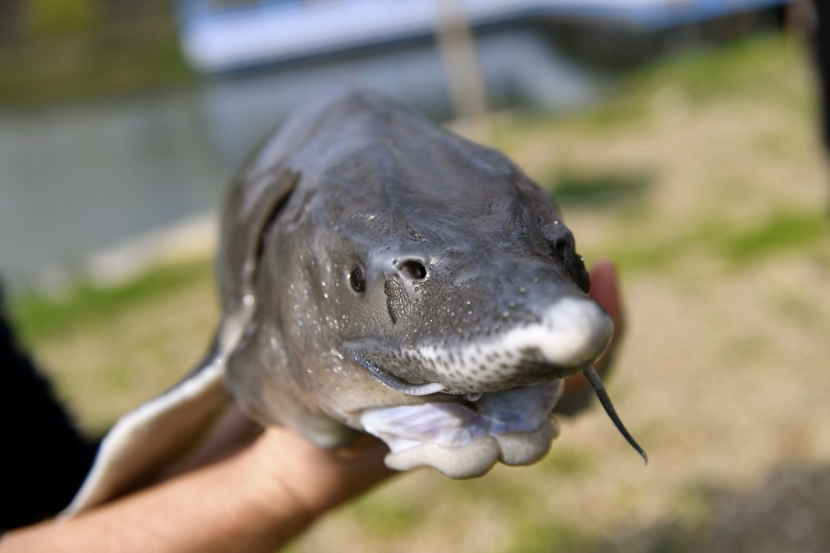 Zaga Zaga, raiul din Delta Siretului. Și povestea familiei ce a visat ...